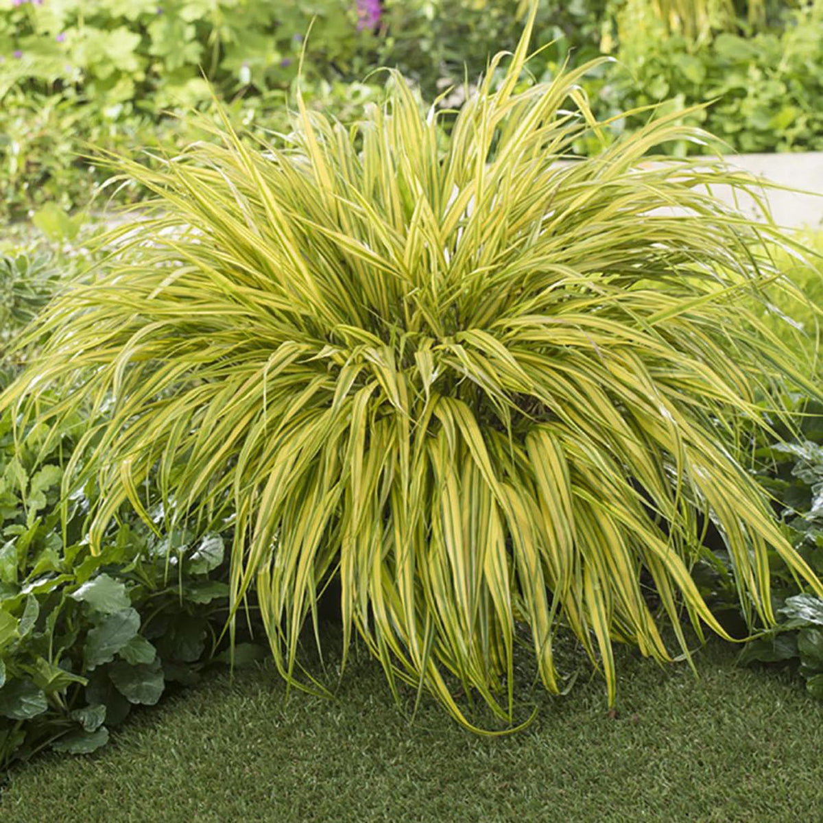 Iarba ornamentala japoneza Hakonechloa Macra Aureola | Verdena – VERDENA