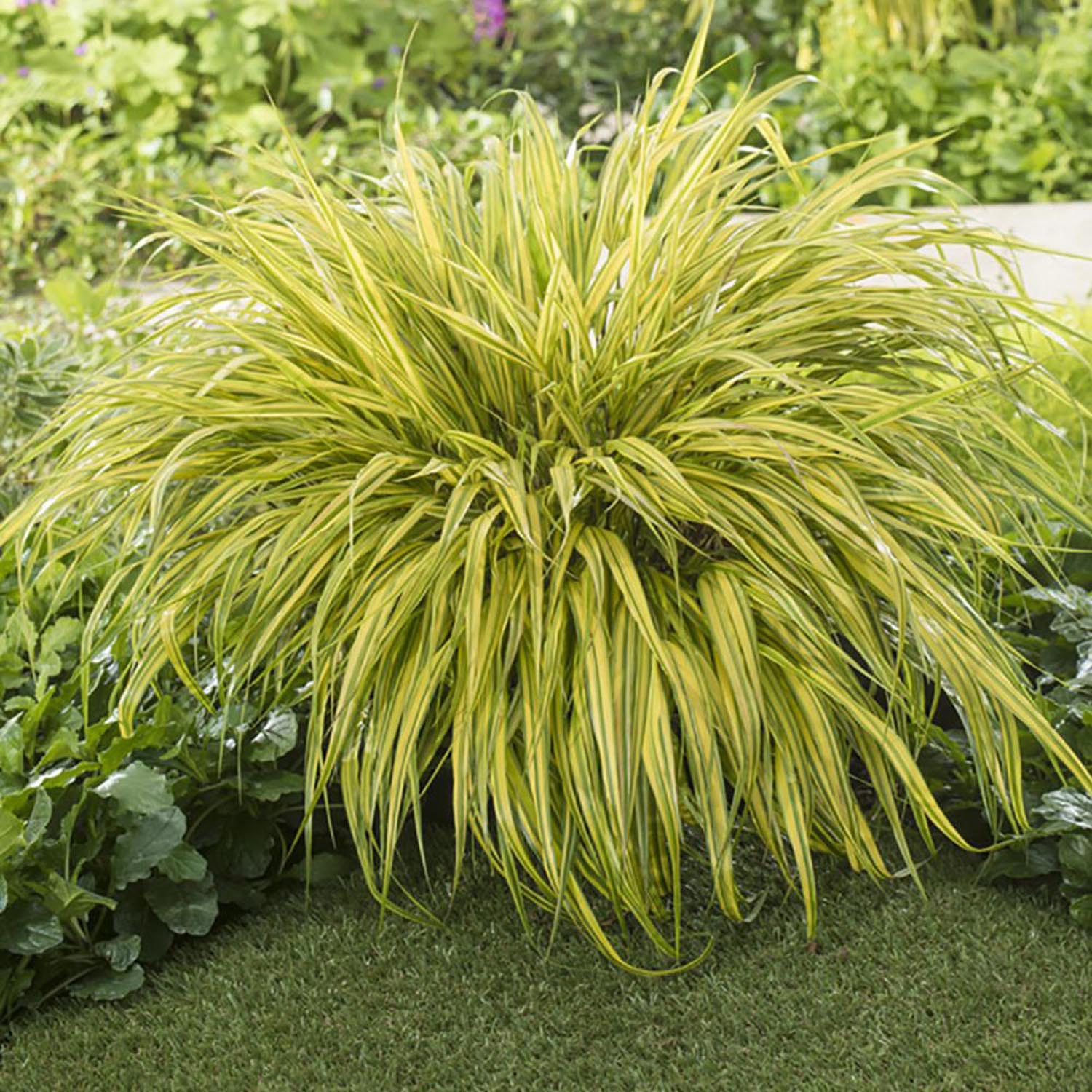 Iarba ornamentala Hakonechloa Macra Aureola | Verdena
