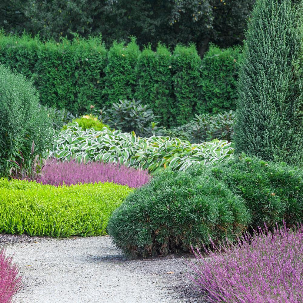 Ienupar columnar albastru de munte Blue Arrow | Verdena