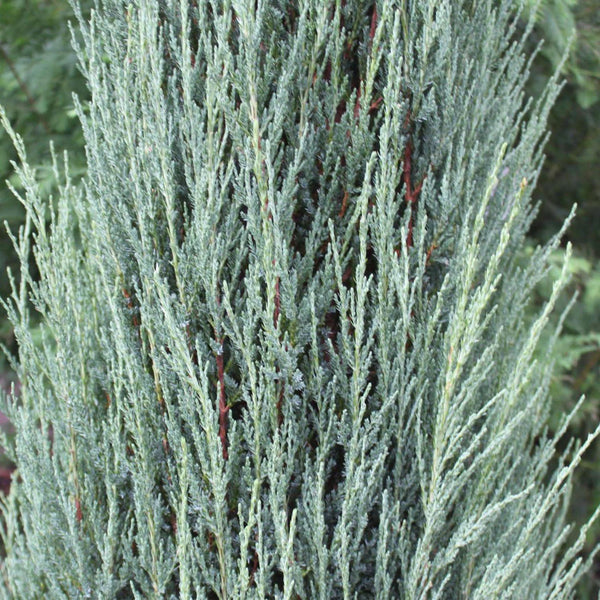 Ienupar columnar albastru de munte Blue Arrow | Verdena