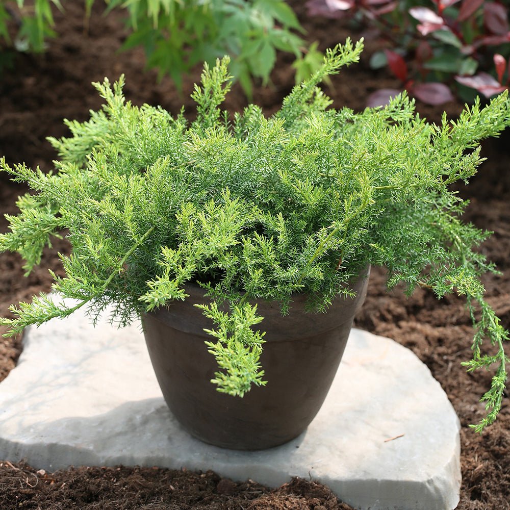 Ienupar tarator verde-argintiu Leningrad | Verdena – VERDENA