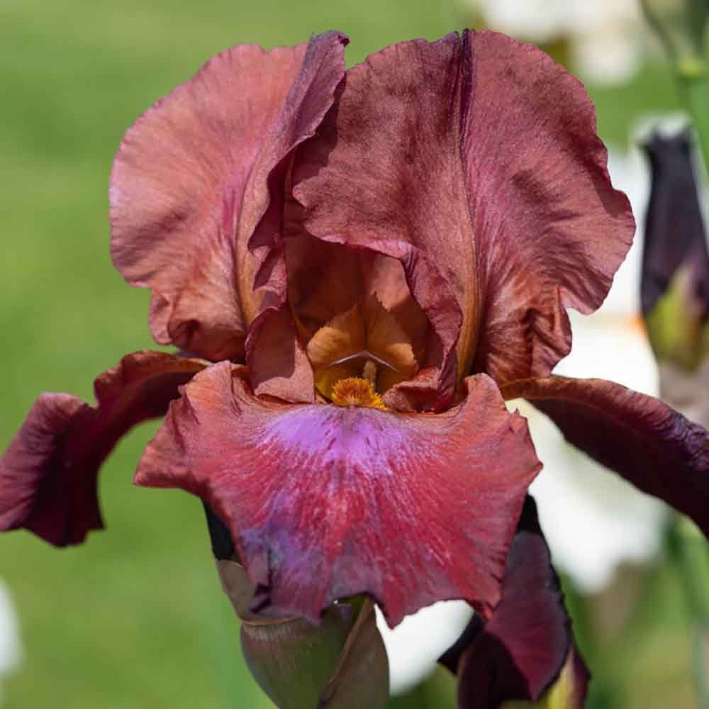 Iris Germanica (Stanjenel) Sultan's Palace - Bulbi plantati in ghiveci ...