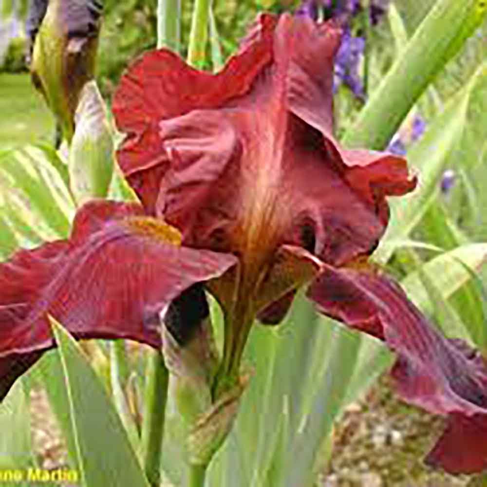 Iris Germanica (Stanjenel) Sultan's Palace - Bulbi plantati in ghiveci ...