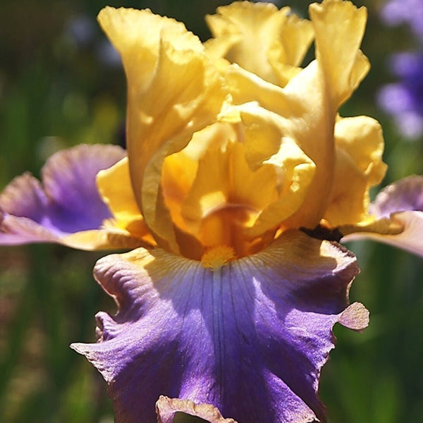 Iris Germanica (Stanjenel) Sunset Sky - Bulb Plantat In Ghiveci | Verdena