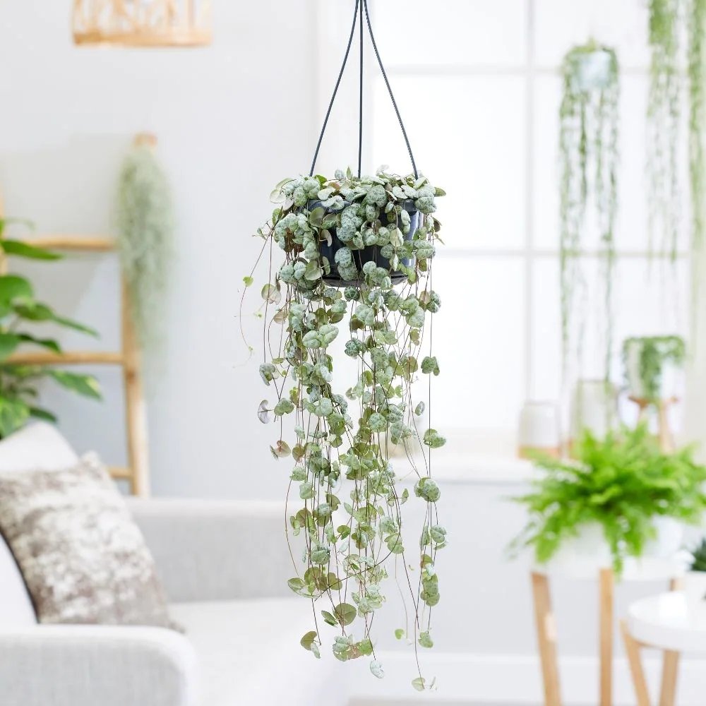 Lantul inimilor (Ceropegia woodii) | Verdena – VERDENA