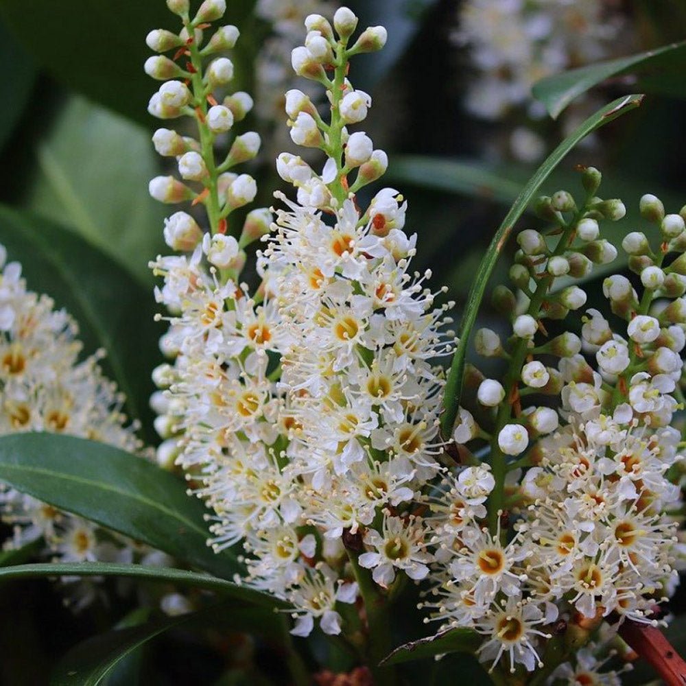 Laur englezesc vesnic verde Caucasica (Laurocires) | Verdena