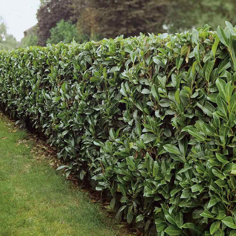 Laur englezesc vesnic verde Caucasica (Laurocires) | Verdena – VERDENA