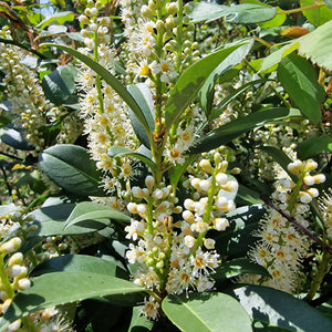 Laur englezesc vesnic verde Caucasica (Laurocires) | Verdena