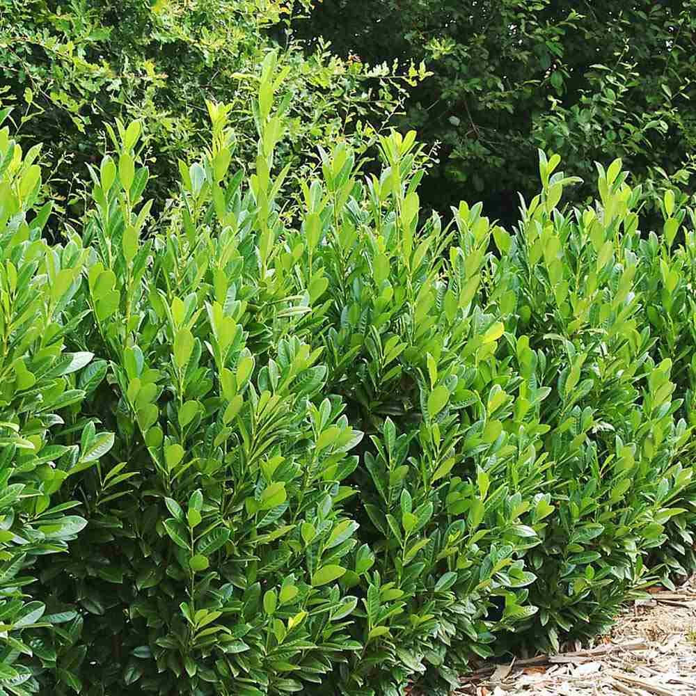 Laur englezesc vesnic verde Green Torch (Laurocires) | VERDENA