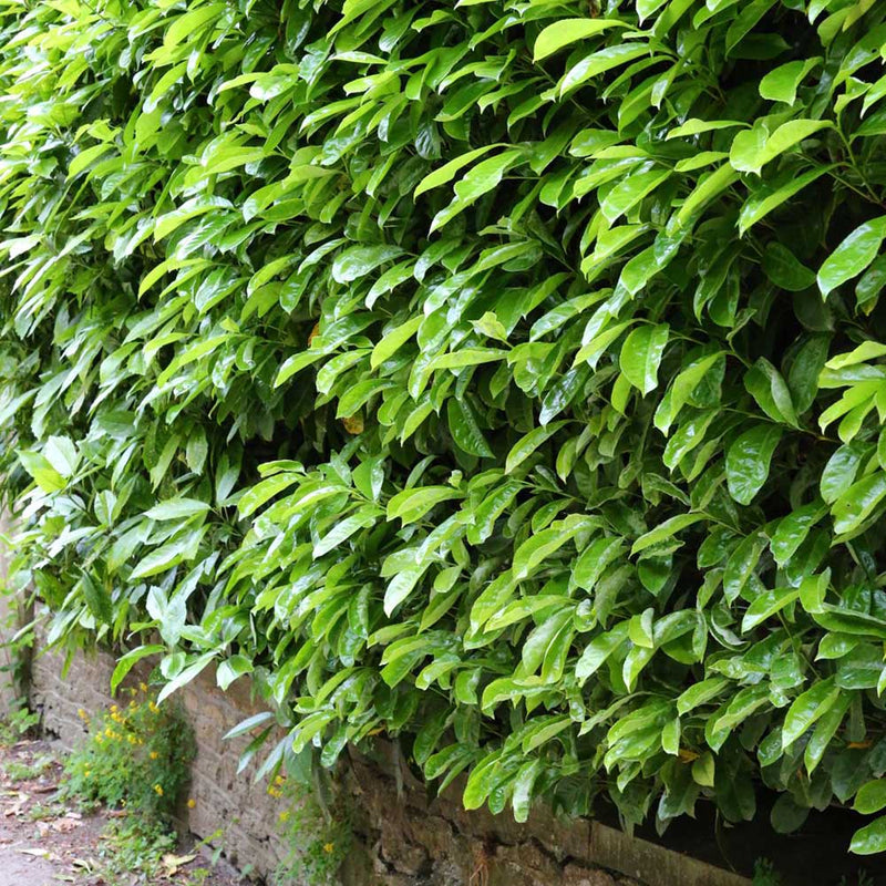 Laur Gard Viu | Verdena.ro