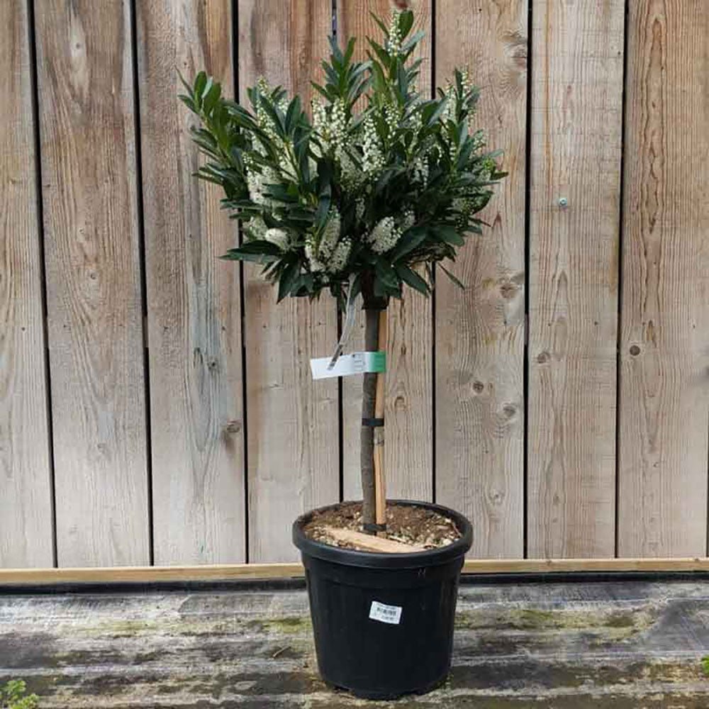 Laur englezesc vesnic verde Otto Luyken (Laurocires) - Tip Copac ...