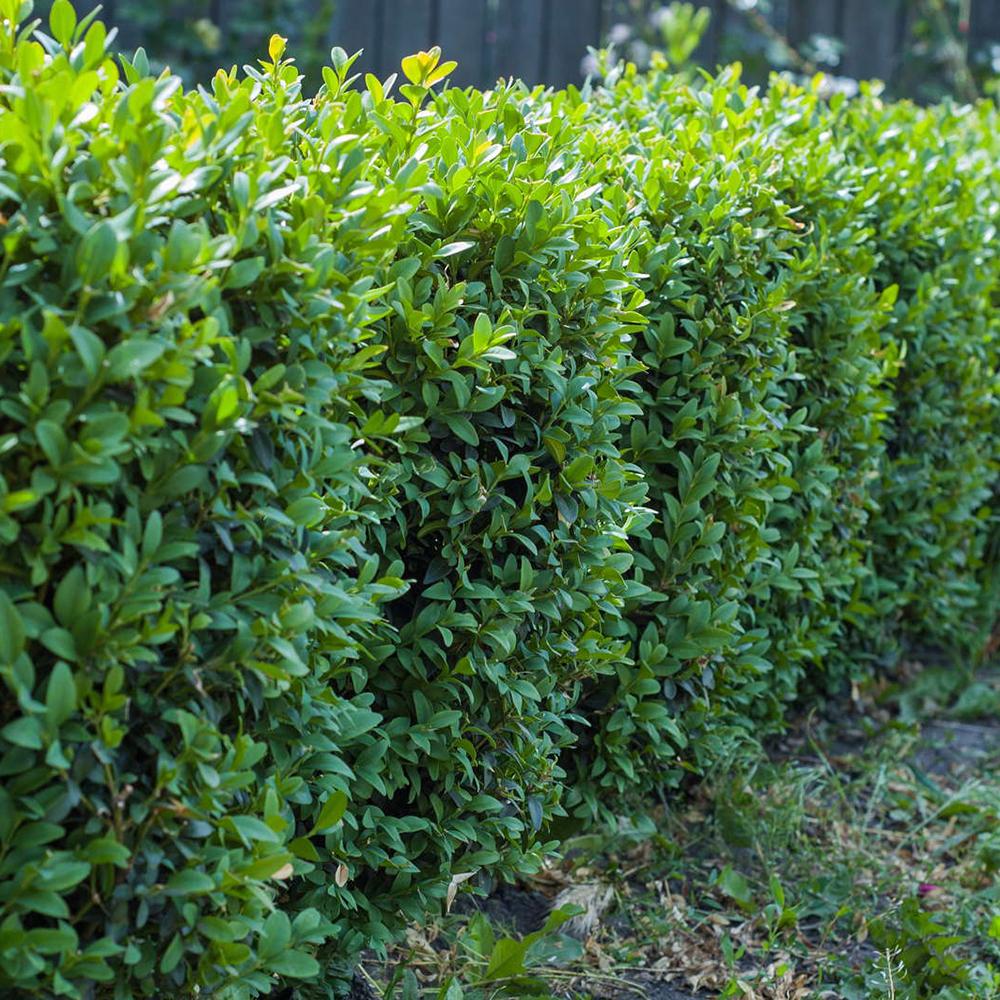 Laur japonez Ilex Impala | Verdena – VERDENA