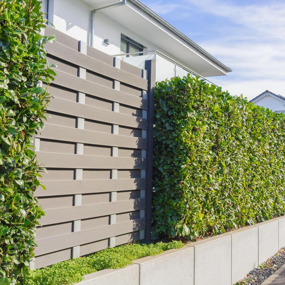 Laur englezesc vesnic verde Caucasica (Laurocires) | Verdena – VERDENA