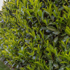 Laur englezesc vesnic verde Caucasica (Laurocires) | Verdena