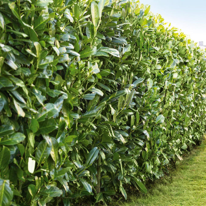 Laur englezesc vesnic verde Caucasica (Laurocires) | Verdena – VERDENA