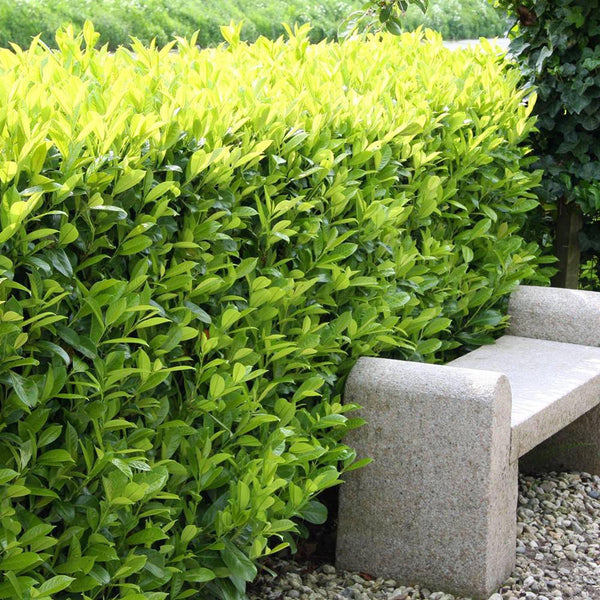 Laur englezesc vesnic verde Caucasica (Laurocires) | Verdena
