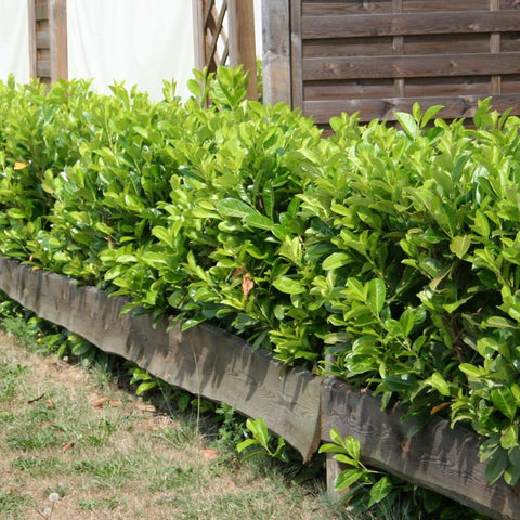 Laur englezesc vesnic verde Rotundifolia (Laurocires) | Verdena – VERDENA