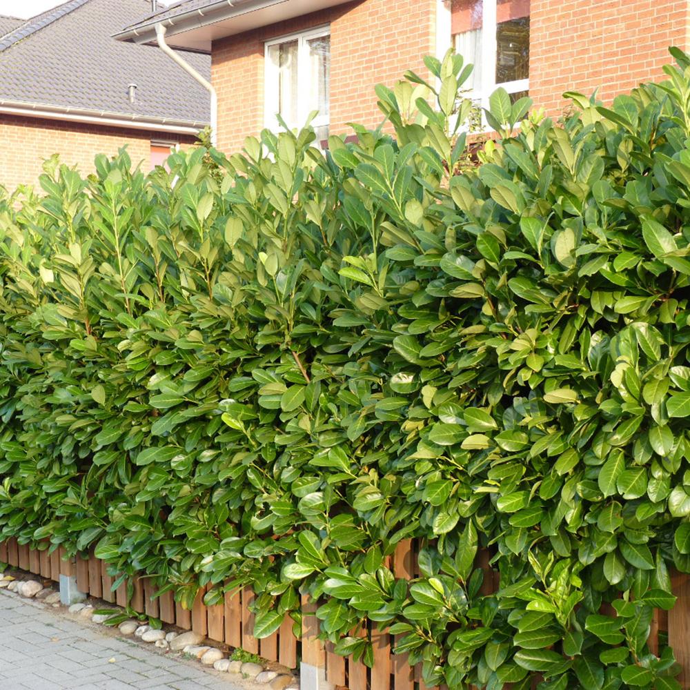 Laur englezesc vesnic verde Rotundifolia (Laurocires) | Verdena