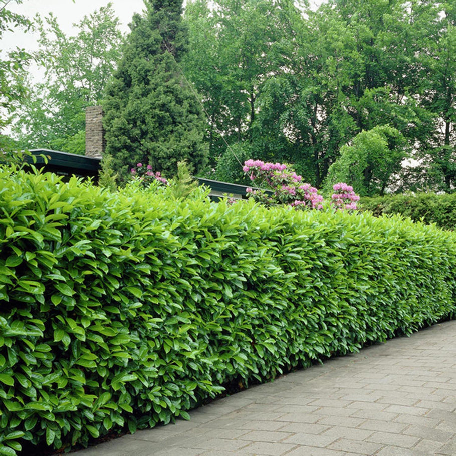 Laur englezesc vesnic verde Rotundifolia (Laurocires) | Verdena – VERDENA