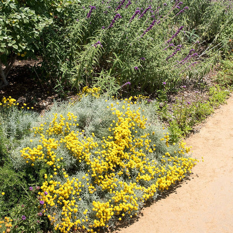 Lavanda Galbena de bumbac | Verdena – VERDENA