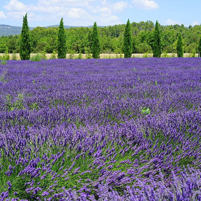 Lavanda Englezesc albastru-mov Hidcote Blue | Verdena – VERDENA
