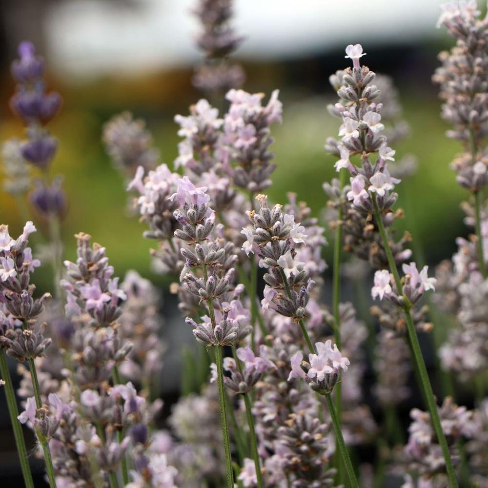 Lavanda Miss Katherine | Verdena – VERDENA