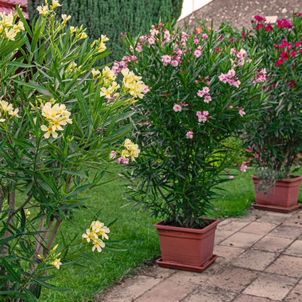 Leandru Nerium Tip Copac, cu flori galben-ivoire | Verdena