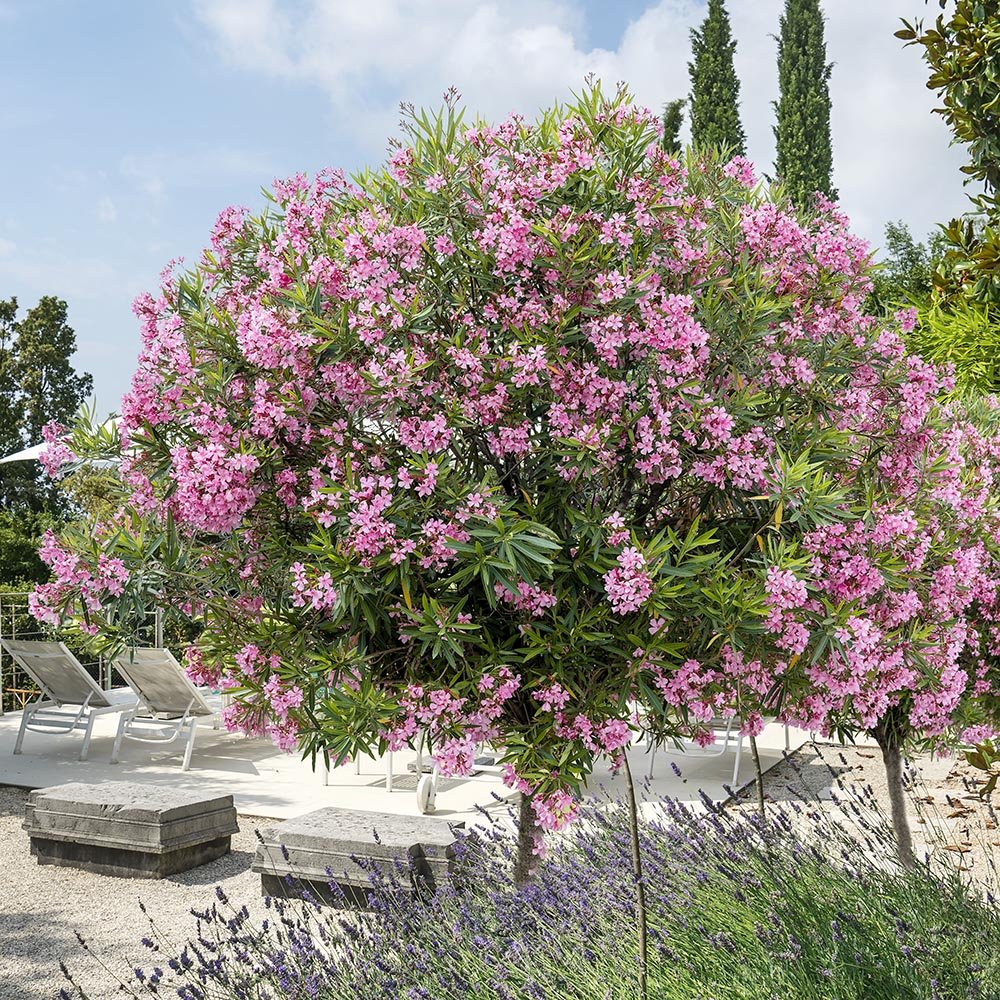 Leandru Nerium Tip Copac, cu flori roz-pastelat | Verdena – VERDENA