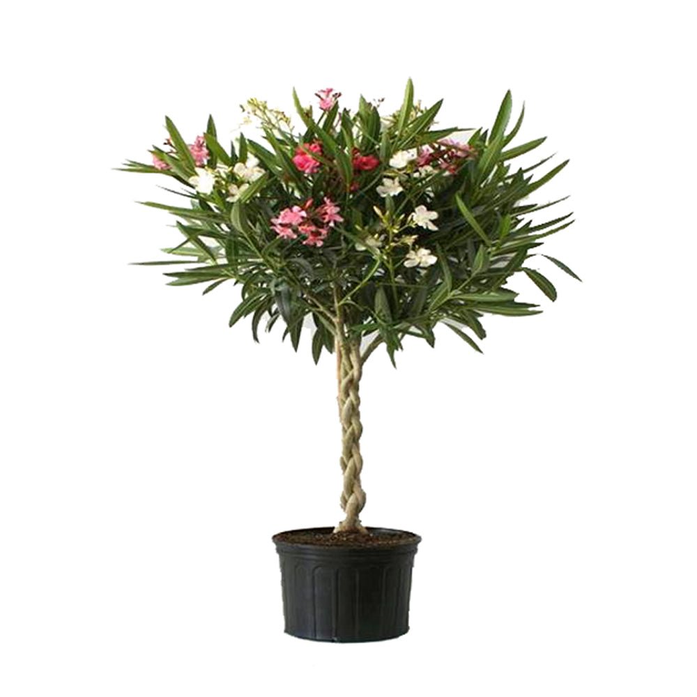 Leandru Nerium Tulpina Impletita - Multicolor | Verdena – VERDENA