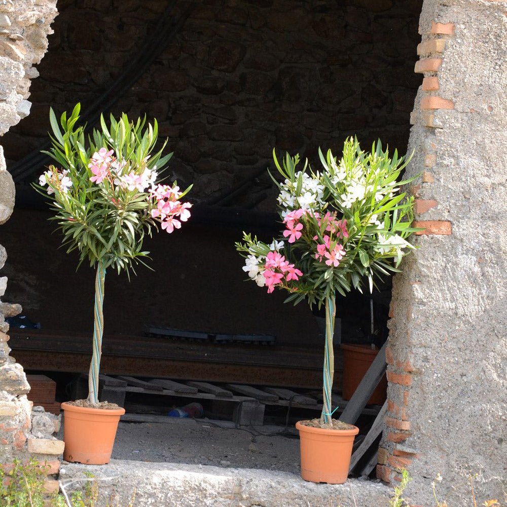 Leandru Nerium Tulpina Impletita - Multicolor | Verdena