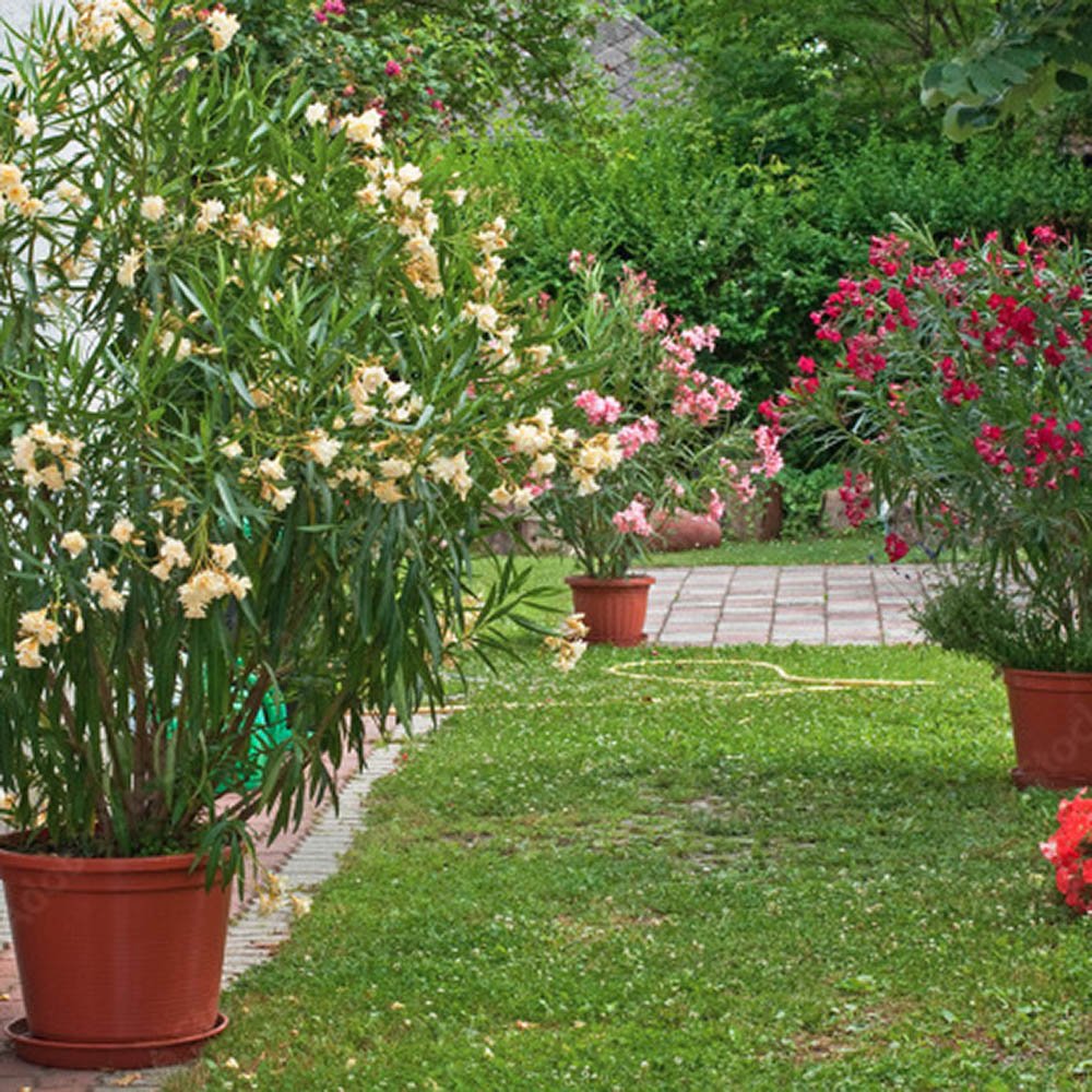 Leandru Nerium Tufa cu Flori Duble galben-crem | Verdena