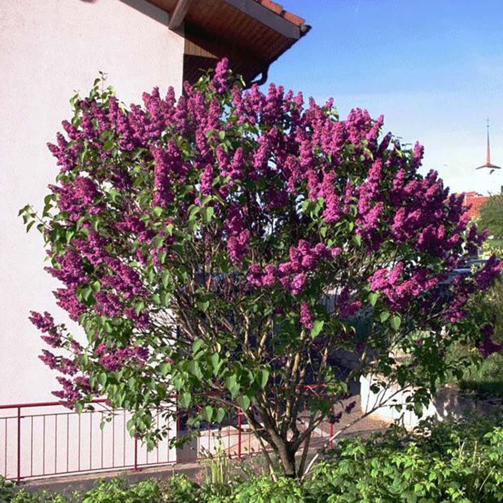 Liliac Copac Nobil (Syringa) Andenken An Ludwig Spaeth | Verdena – VERDENA
