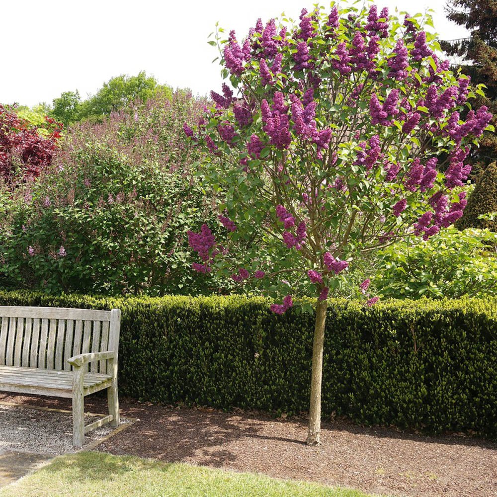 Liliac (Syringa) Copac Andenken An Ludwig Spaeth, cu Flori purpuriu ...