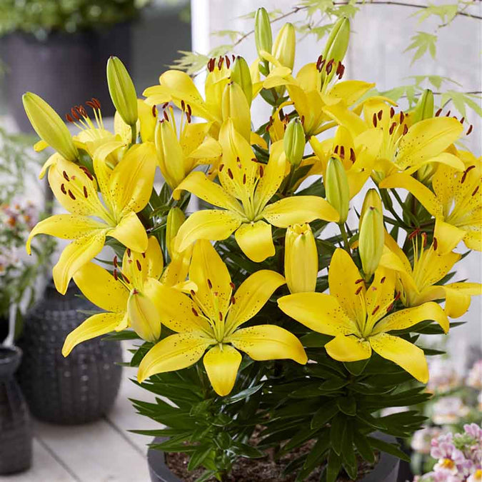 Lilium asiatic Galben – Crin Golden Matrix | Verdena – VERDENA