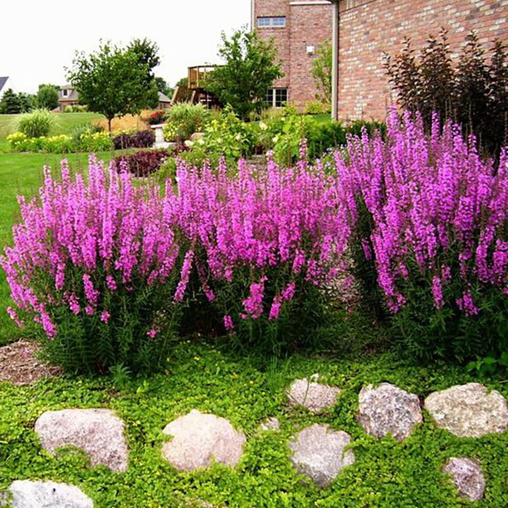 Rachitan Lythrum salicaria Robin | Verdena