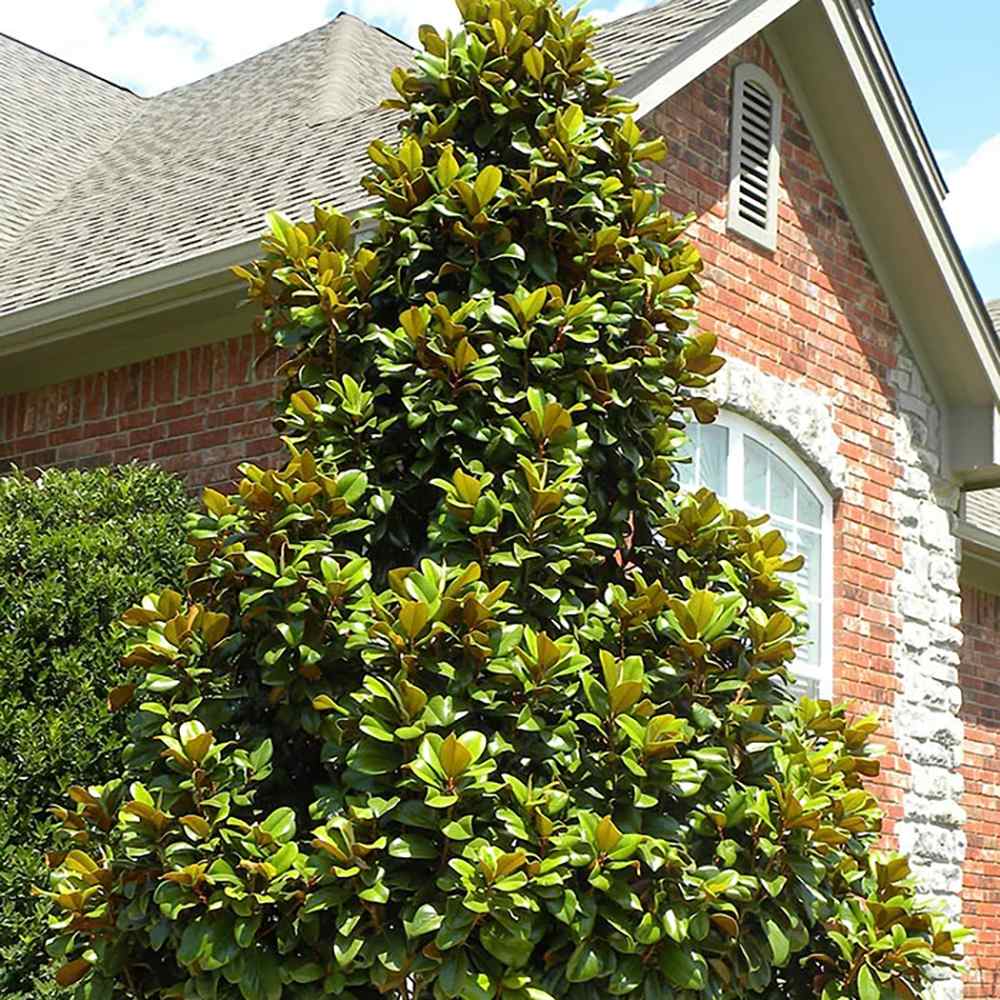 Magnolie Grandiflora Vesnic Verde Gallisoniensis | Verdena – VERDENA