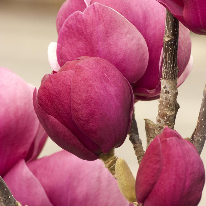 Magnolie mov-inchis Black Tulip | Verdena – VERDENA