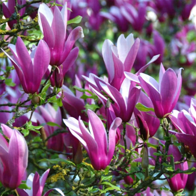 Magnolii | Splendoare si Eleganta Primavara | Verdena.ro – VERDENA