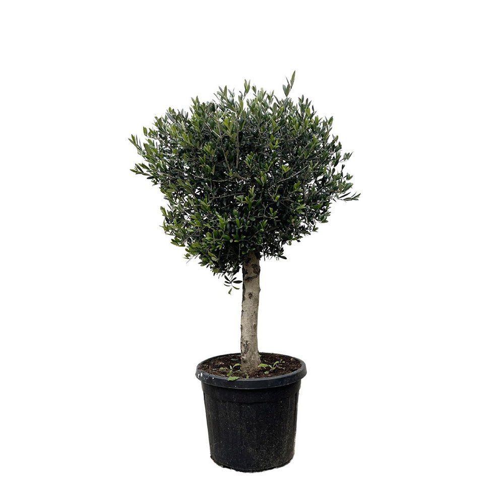 Maslin European Bonsai Arbequina Aclimatizat 170 cm | Verdena – VERDENA