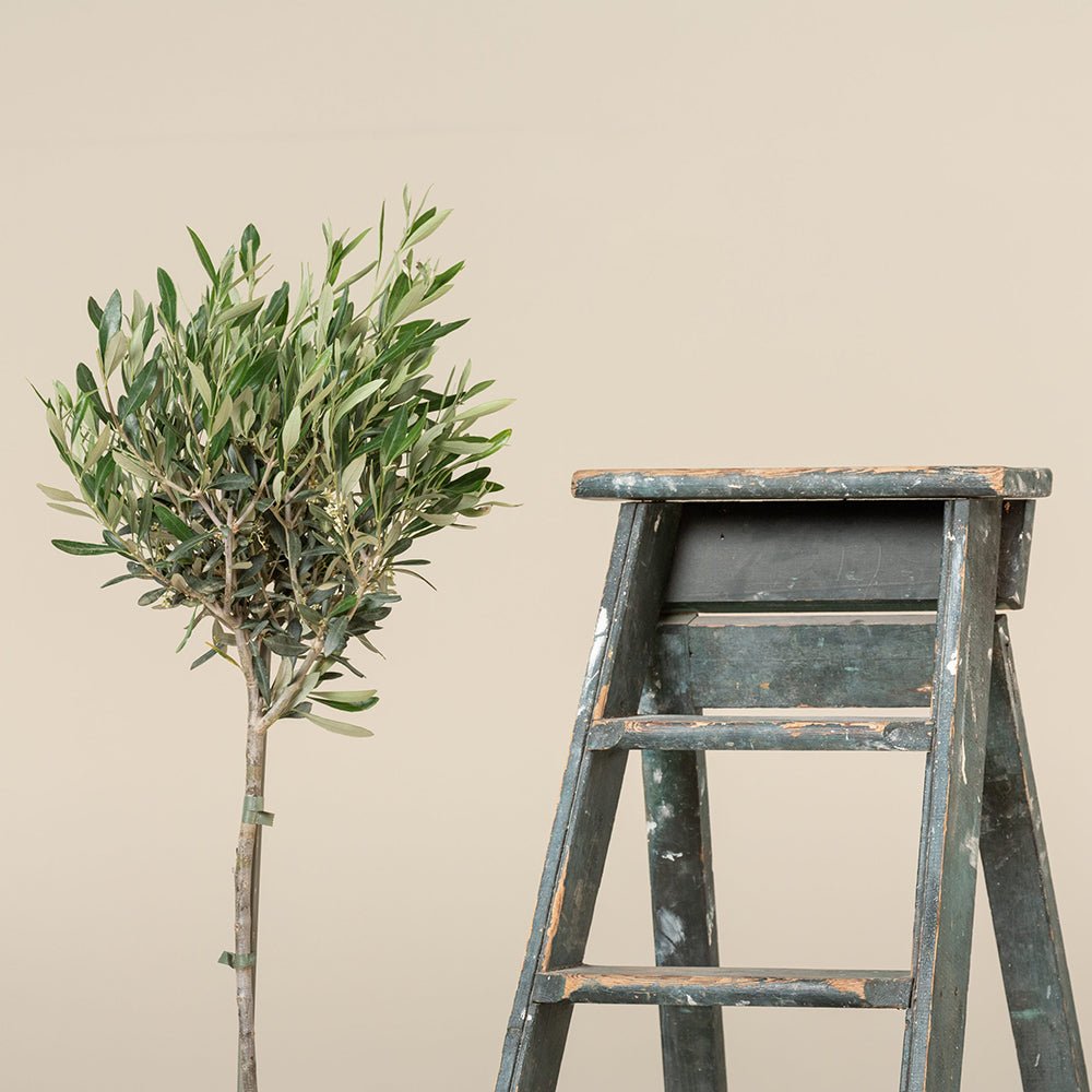 Maslin in Ghiveci | Verdena.ro