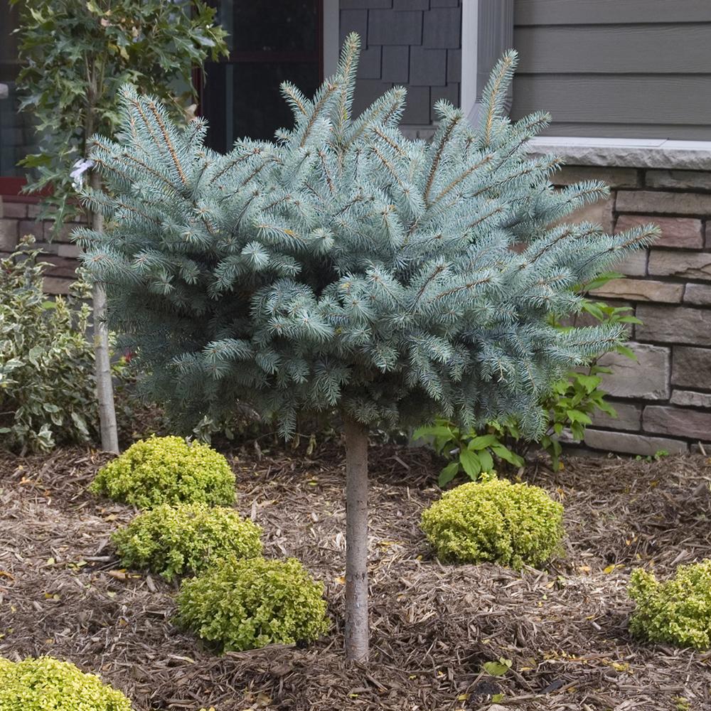 Molid argintiu Globosa - Tip Copac | Verdena – VERDENA