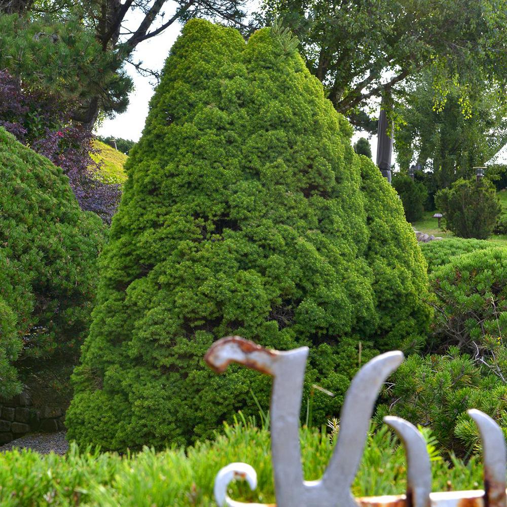 Molid pitic Conica Perfecta | Verdena