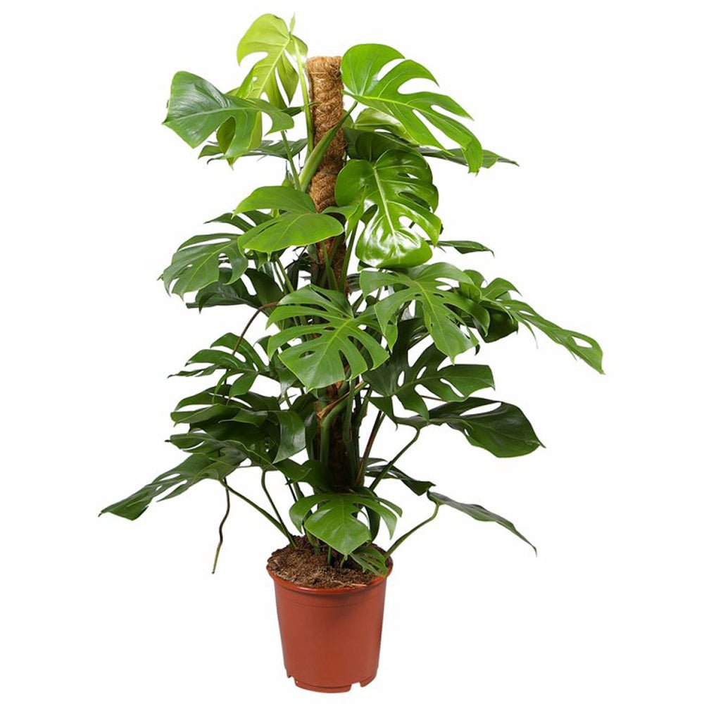 Monstera Pertusum cu suport de cocos - 120 cm | Verdena – VERDENA