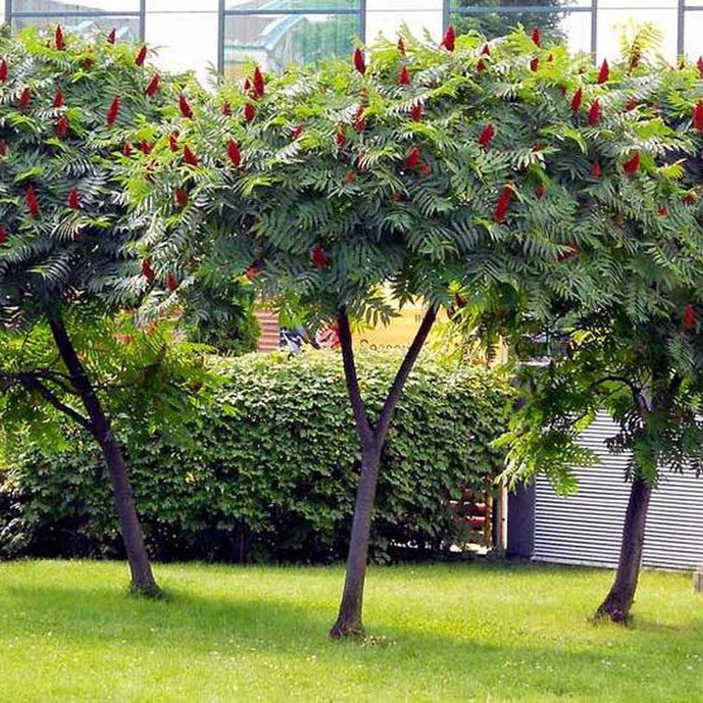 Otetar Rosu Tiger Eyes | Verdena – VERDENA