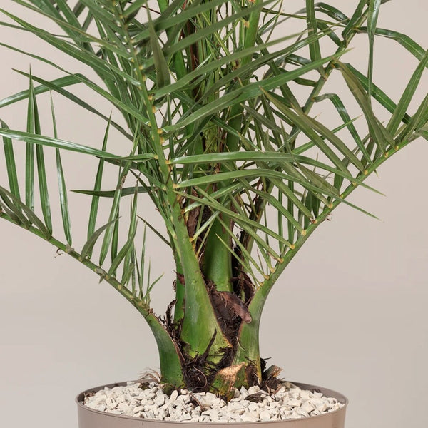 Palmieri | Plante Naturale cu Aer Exotic | Verdena.ro – VERDENA