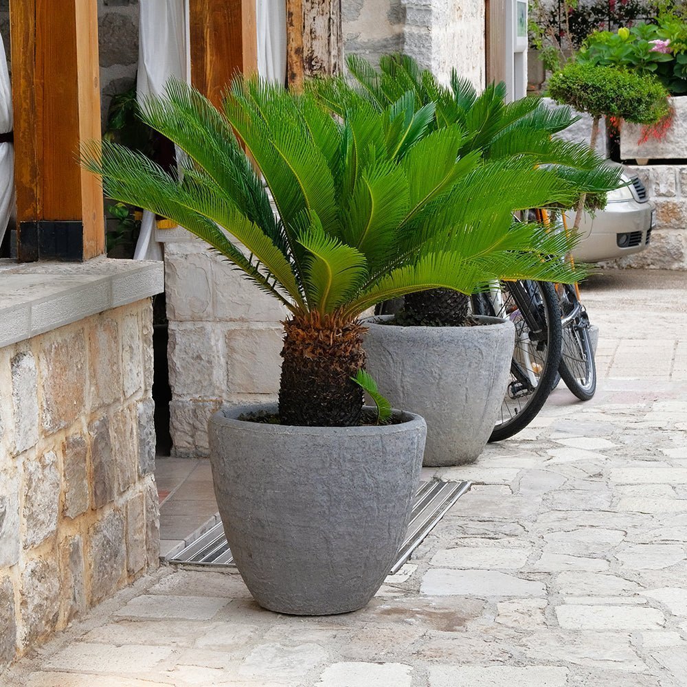 Palmier Sagotier Japonez Cycas Revoluta - 160 cm | Verdena – VERDENA