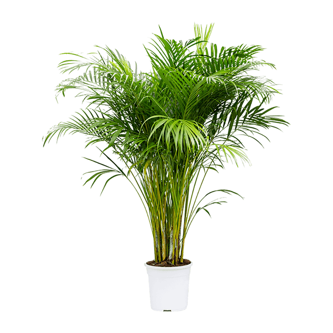 Palmieri | Plante Naturale cu Aer Exotic | Verdena.ro – VERDENA