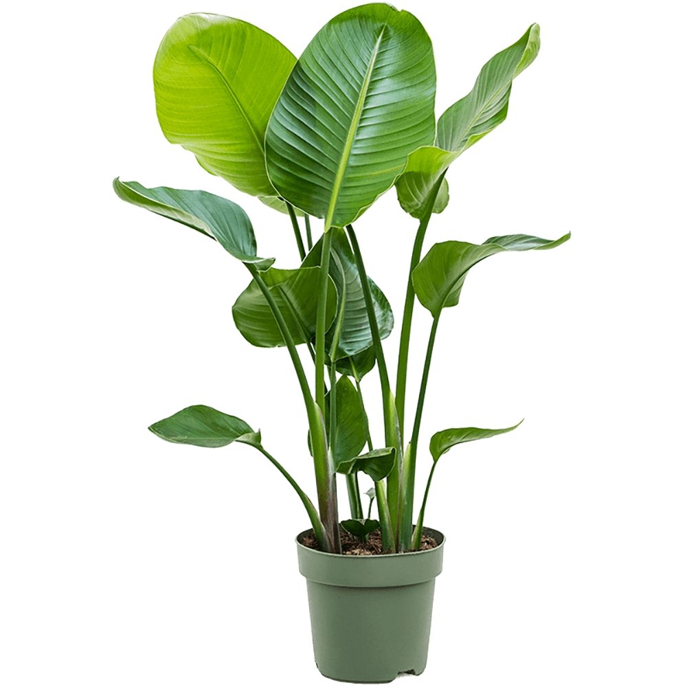 Strelitzia nicolai (Pasarea paradisului) - 120 cm | Verdena – VERDENA