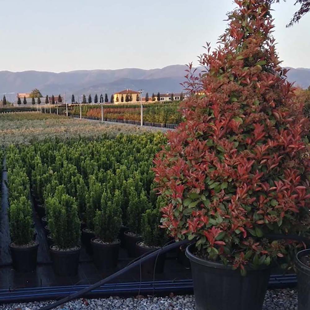 Photinia fraseri Little Red Robin Cone Piramidal | Verdena