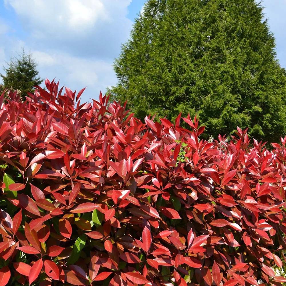 Photinia fraseri Little Red Robin Cone Piramidal | Verdena